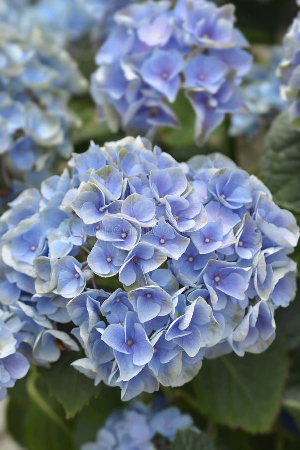 French hydrangea flower stock photo. Image of bloom - 282376094