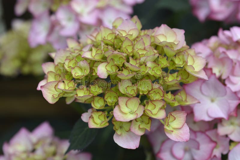 French hydrangea flower stock photo. Image of bloom - 282376094