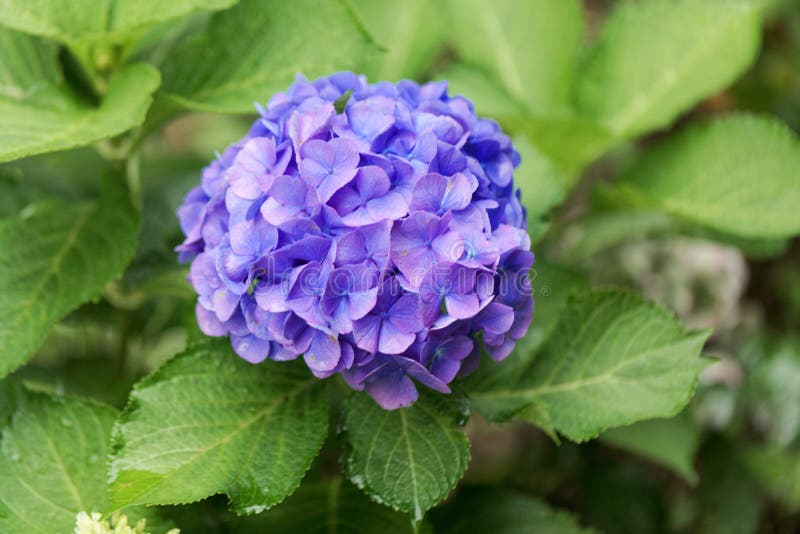 French Hydrangea Hydrangea Macrophylla Stock Image - Image of botany ...