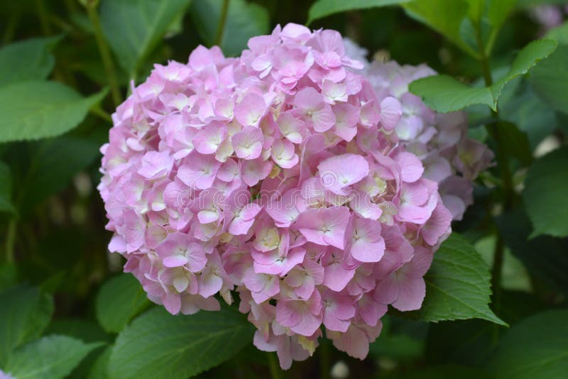 French hydrangea stock image. Image of penny, pink, outdoors - 138193251