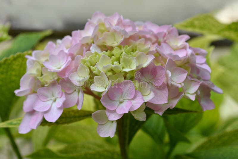 French hydrangea stock image. Image of hydrangea, botany - 138742279