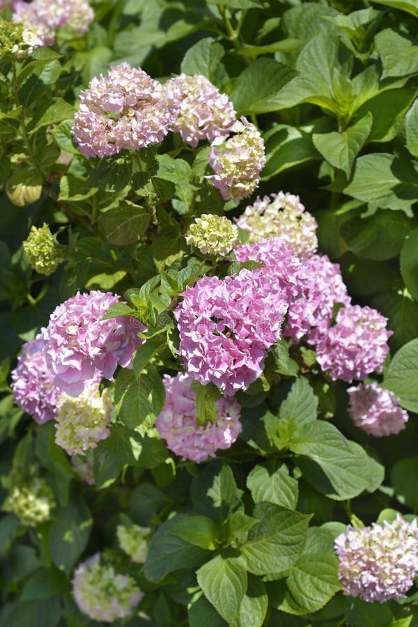 French hydrangea flower stock photo. Image of bloom - 282376094