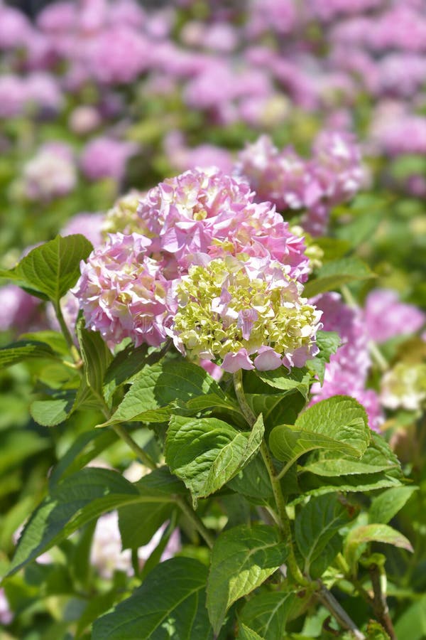 French hydrangea stock image. Image of spring, penny - 188038441