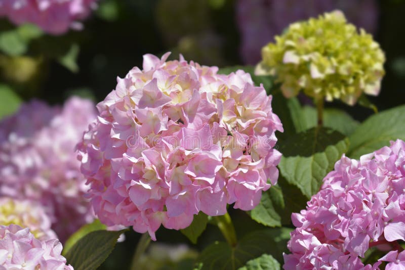 French Hydrangea White Flowers with Purple Margins Stock Photo - Image ...