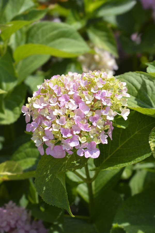 French hydrangea stock photo. Image of garden, plant - 226193828