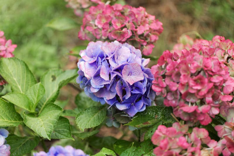 French Hydrangea Hydrangea Macrophylla Stock Photo - Image of lacecap ...