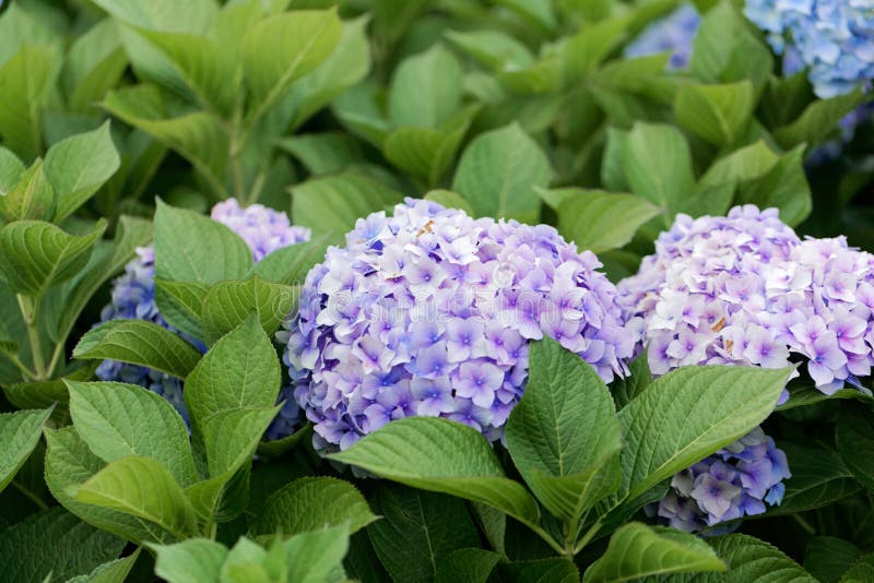 French Hydrangea Hydrangea Macrophylla Stock Photo - Image of colorful ...