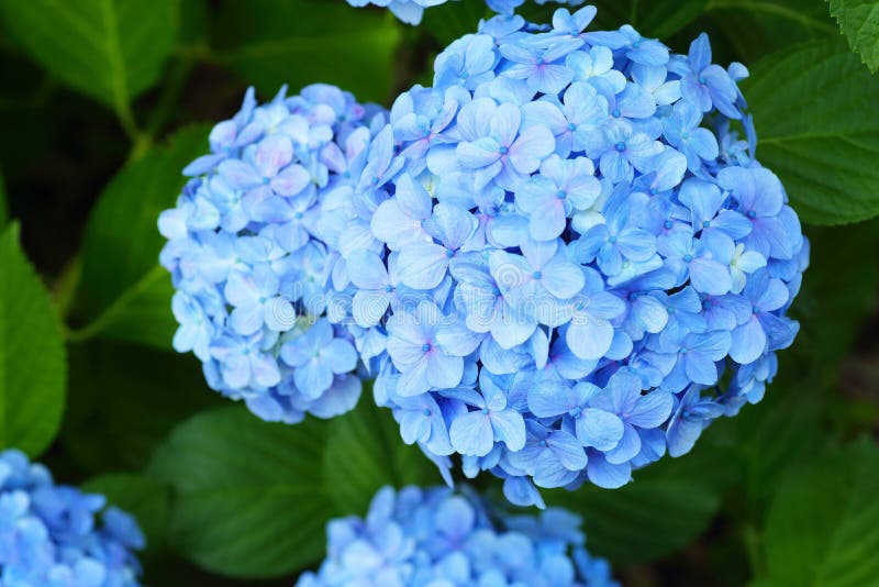 French hydrangea stock photo. Image of nature, summer - 55678372