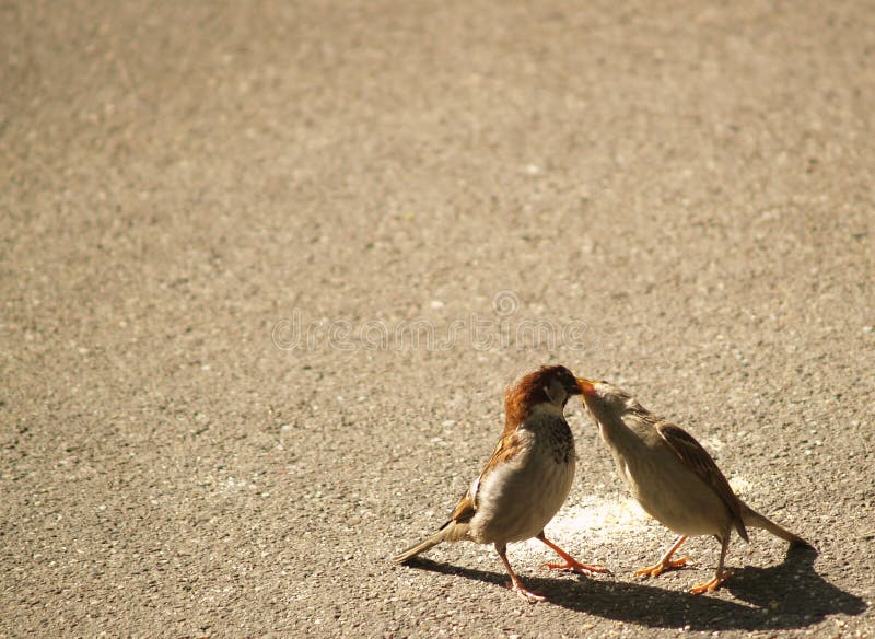 French kissing sparrows stock image. Image of textspace - 1623667