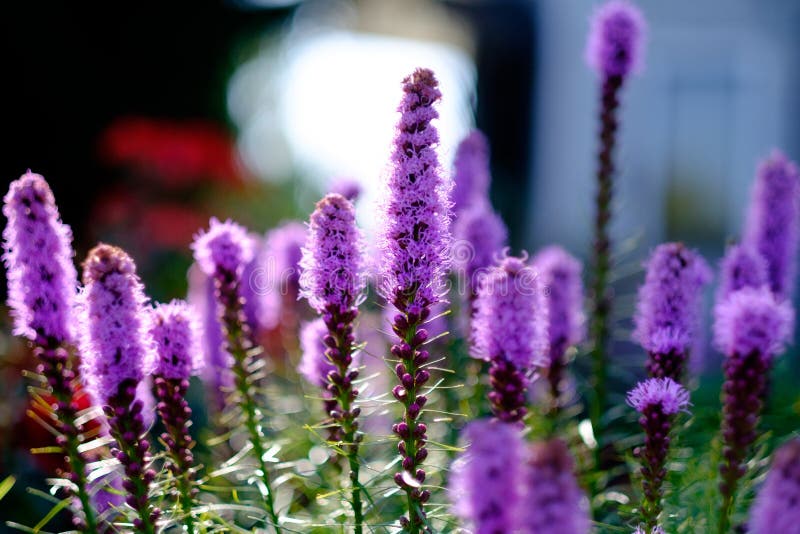 French Lavender. Spring Flowers Stock Image - Image of flower ...