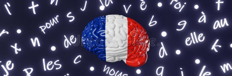 French Learning Foreign Language Fluency Improvement Human Brain ...