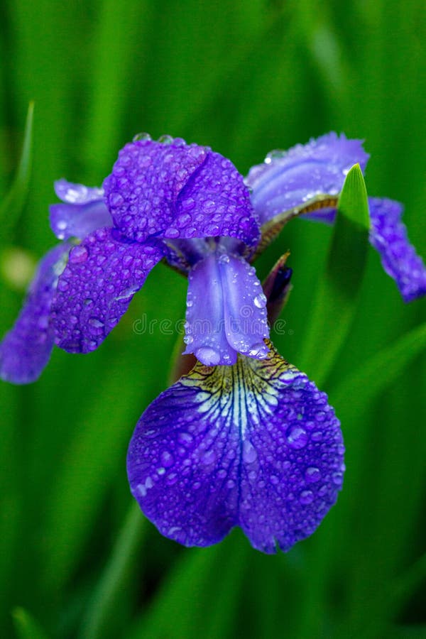 A French Lily with Dew in Massachusetts Stock Image - Image of bloom ...
