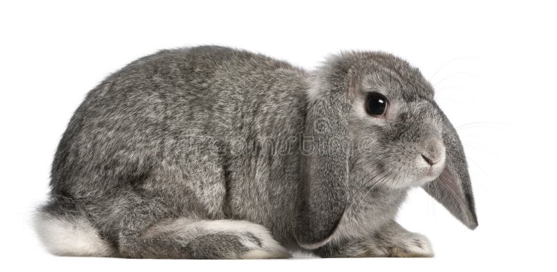 292 French Lop Stock Photos - Free & Royalty-Free Stock Photos from ...