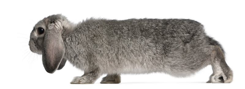 Giant French Lop Rabbit