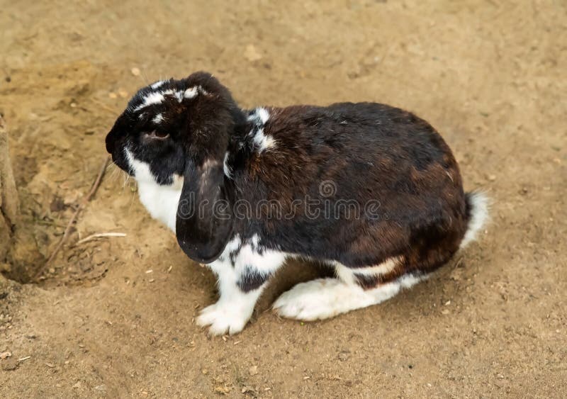 The French Lop Rabbit Black and White Close Up Stock Photo - Image of ...