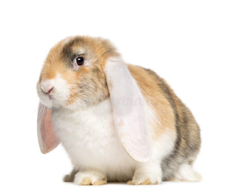224 Rabbit French Lop Stock Photos - Free & Royalty-Free Stock Photos ...