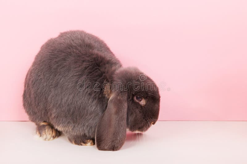 288 French Lop Stock Photos - Free & Royalty-Free Stock Photos from ...