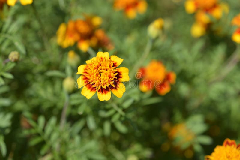 French marigold stock photo. Image of cultivar, flower - 317065938