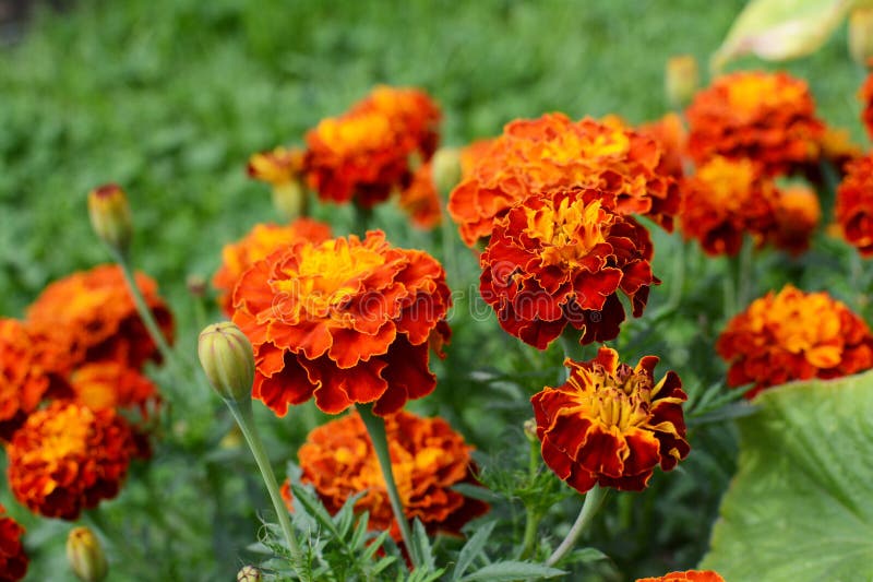 French marigold flowers stock image. Image of marigold - 344362659