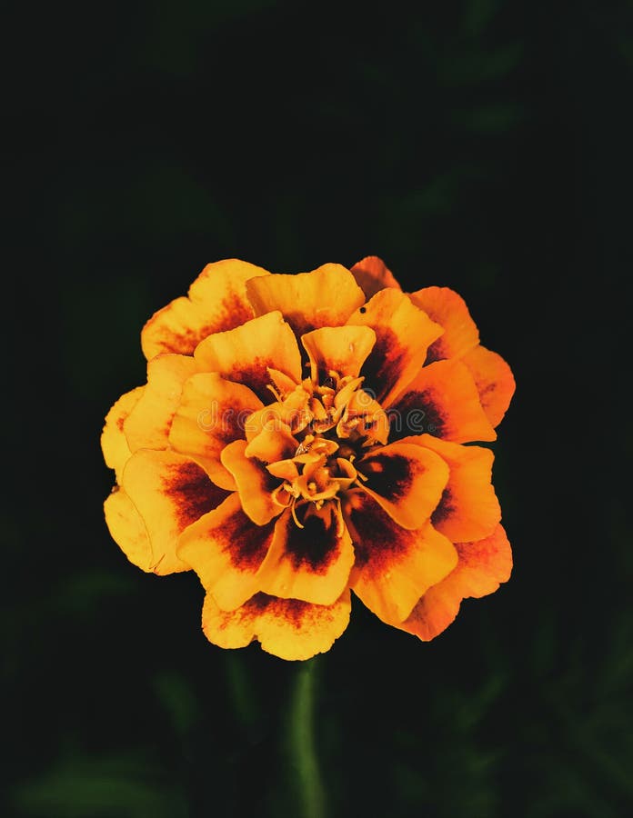 French Marigold (Tagetes) Garden Flower Stock Photo - Image of yellow ...
