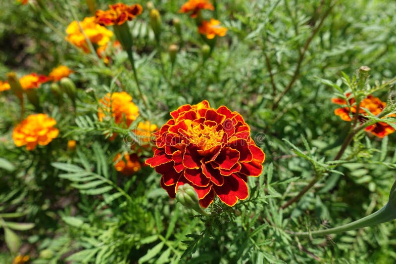 French Marigolds with Red and Yellow Flowers Stock Photo - Image of ...