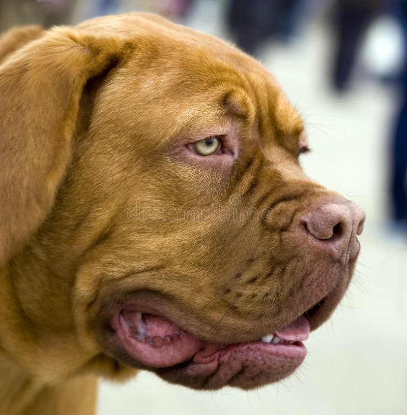 Cane Corso Mastiff Head Shot Stock Image - Image of cane, family: 26844689