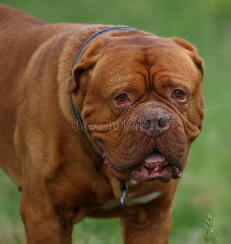 French Mastiff stock image. Image of strong, green, body - 20547129