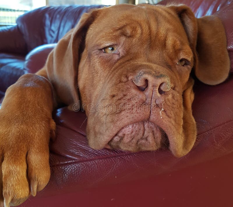 French mastiff stock photo. Image of cold, bestfriend - 90030490