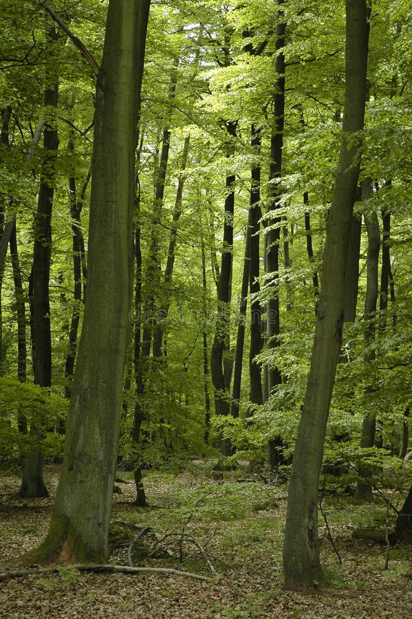 Dense Forest Beech Tree Grove Stock Image - Image of uninhabited, fagus ...