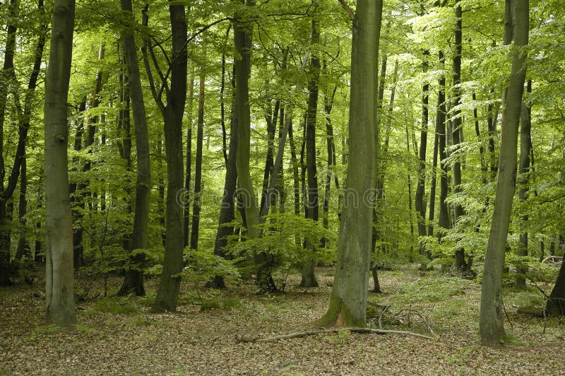 French Oak and Beech Forest Trees Stock Image - Image of springtime ...