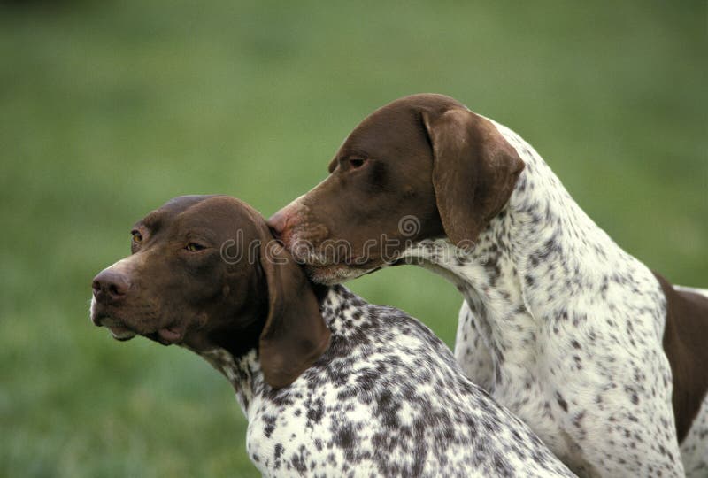 Braque Francais Type Pyrenees Stock Photo - Image of dogs, pointing ...