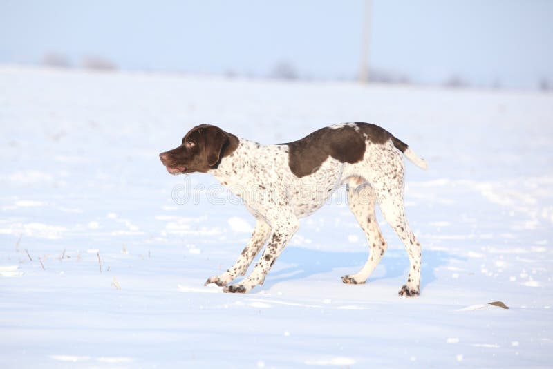 French Pointing Dog Standing in the Snow Stock Photo - Image of looking ...