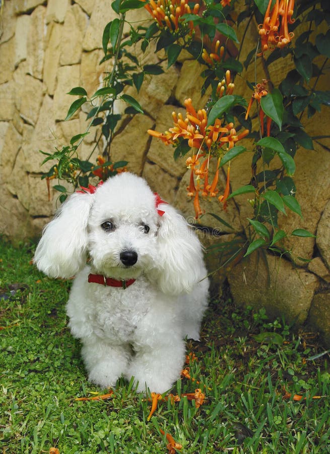 French poodle attentive stock photo. Image of litter, white - 1507250