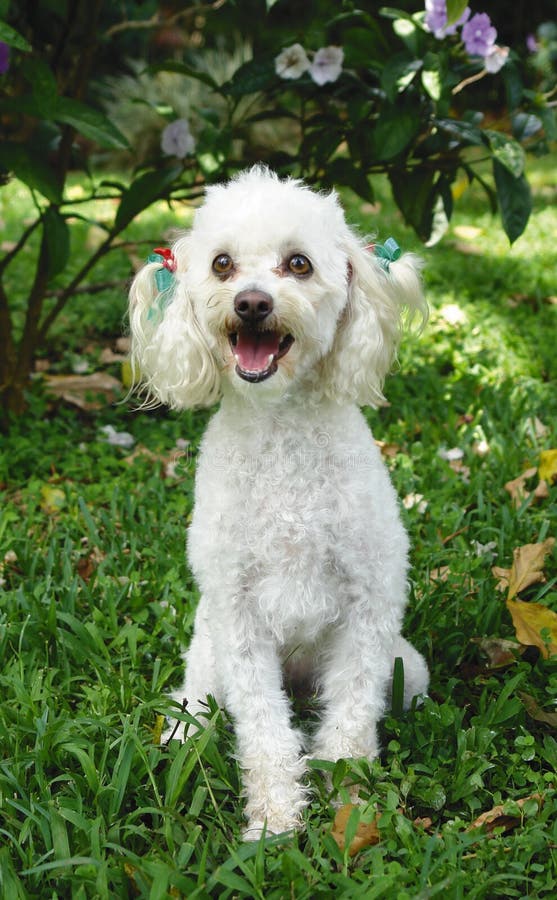 French poodle attentive stock photo. Image of litter, white - 1507250