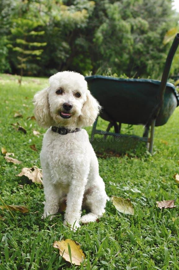 910 French Poodle Stock Photos - Free & Royalty-Free Stock Photos from ...