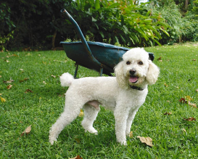 7+ French poodle Free Stock Photos - StockFreeImages