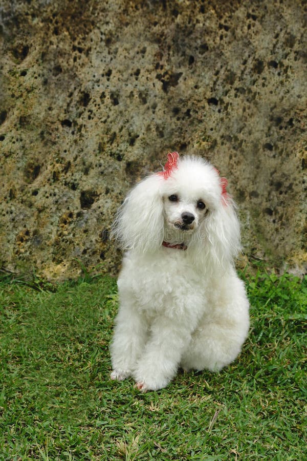 French poodle attentive stock photo. Image of litter, white - 1507250