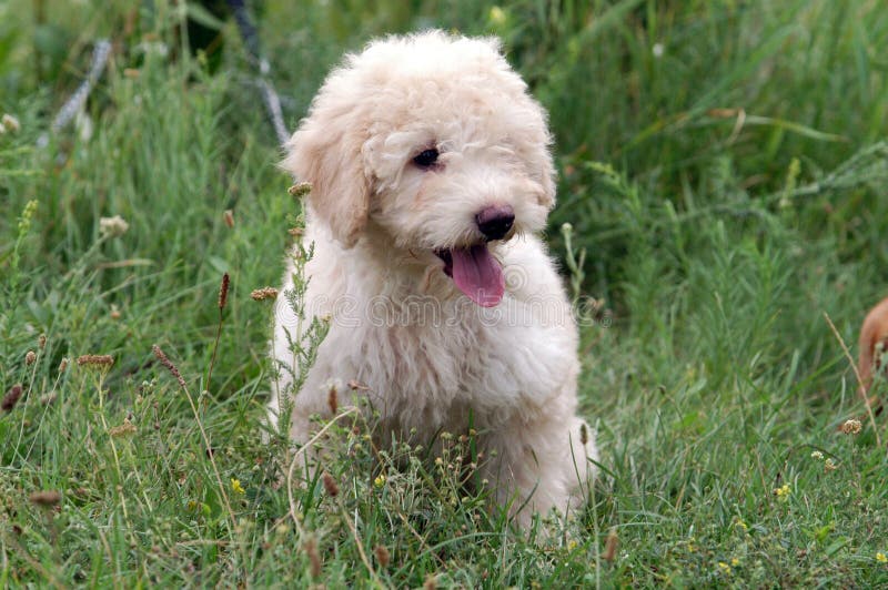 French poodle puppy stock photo. Image of breed, basket - 33738428