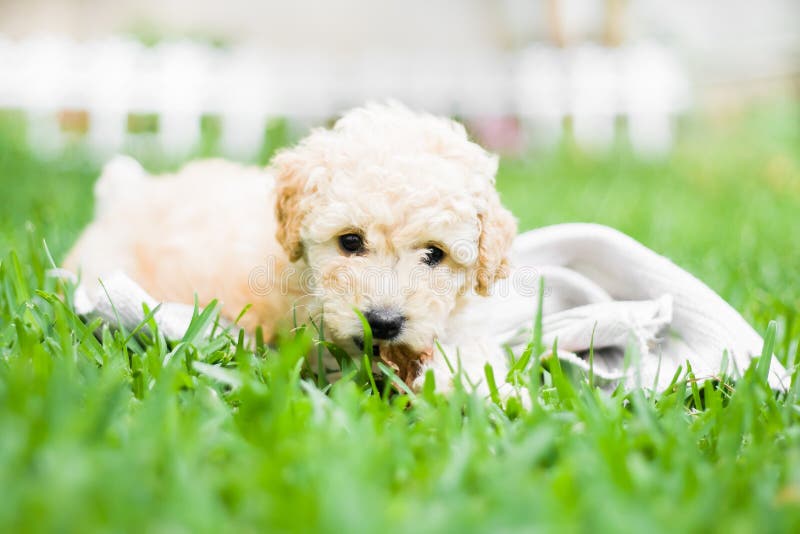 French Poodle Puppy stock photo. Image of clothes, typical - 34586088
