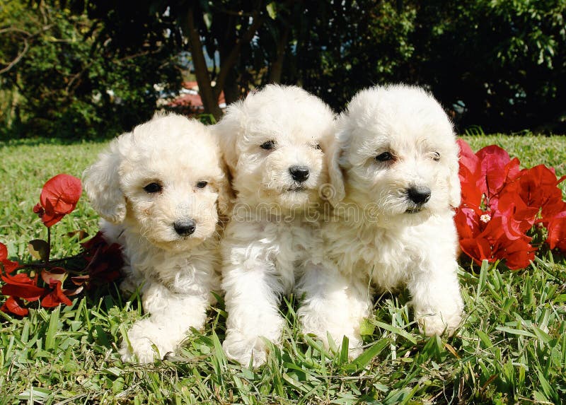 French poodles stock image. Image of pure, canine, exposition - 5209103