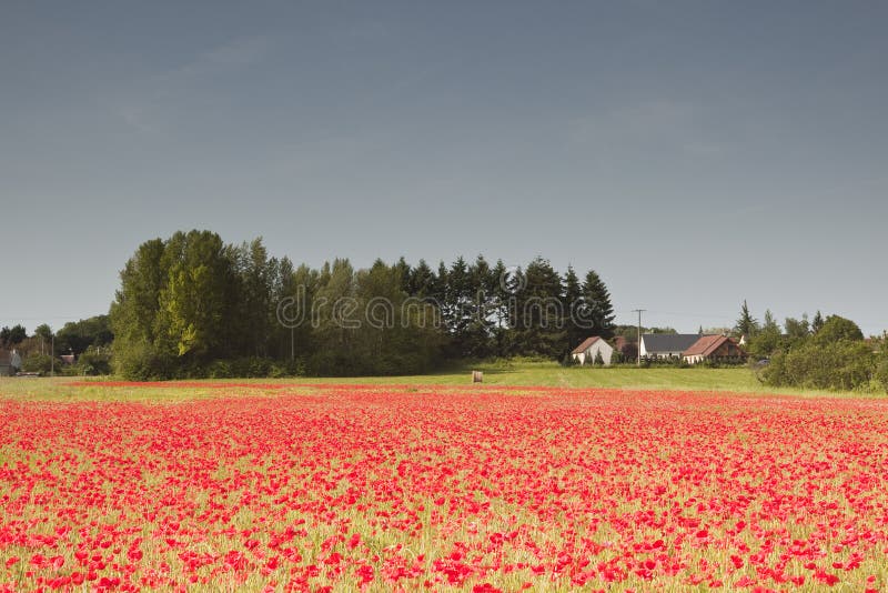 French poppies stock photo. Image of summer, green, color - 25576260
