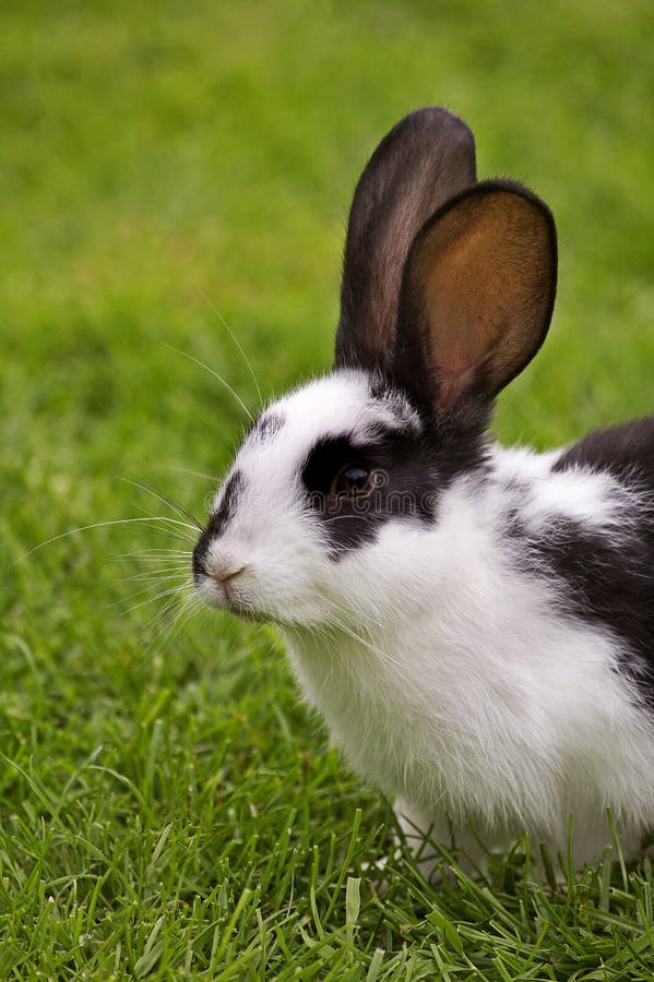 LAPIN GEANT PAPILLON FRANCAIS Stock Photo - Image of outdoor, animal ...