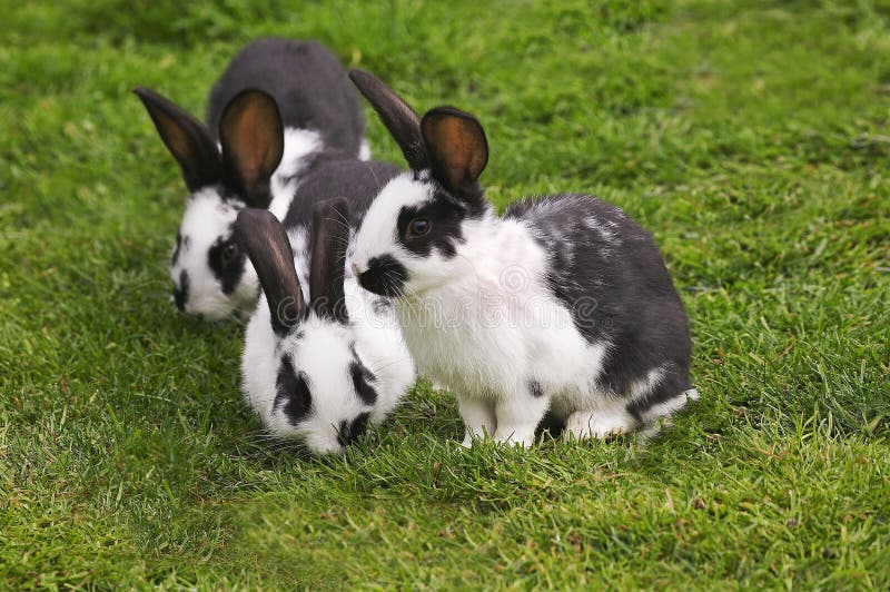 French Rabbit Called Geant Papillon Francais, Adult Standing on Grass ...