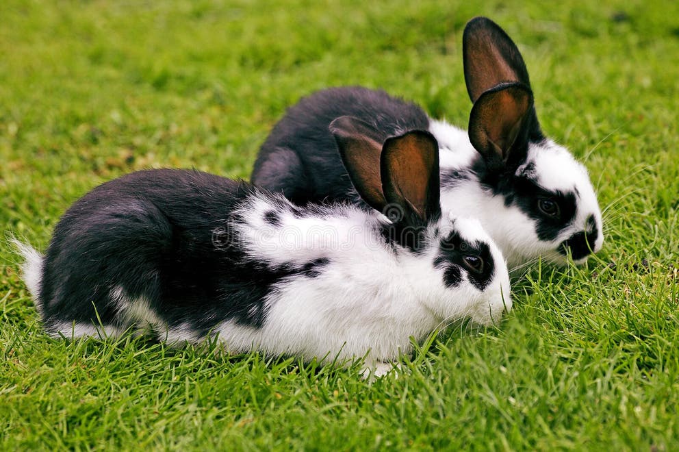 French Rabbit Called Geant Papillon Francais, Adults Standing on Grass ...