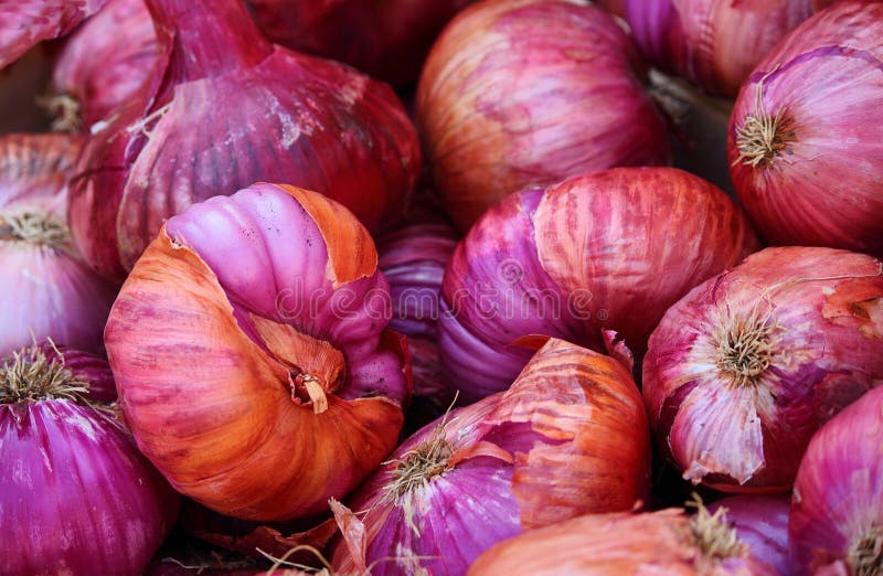 French red onions stock photo. Image of production, food - 26110286