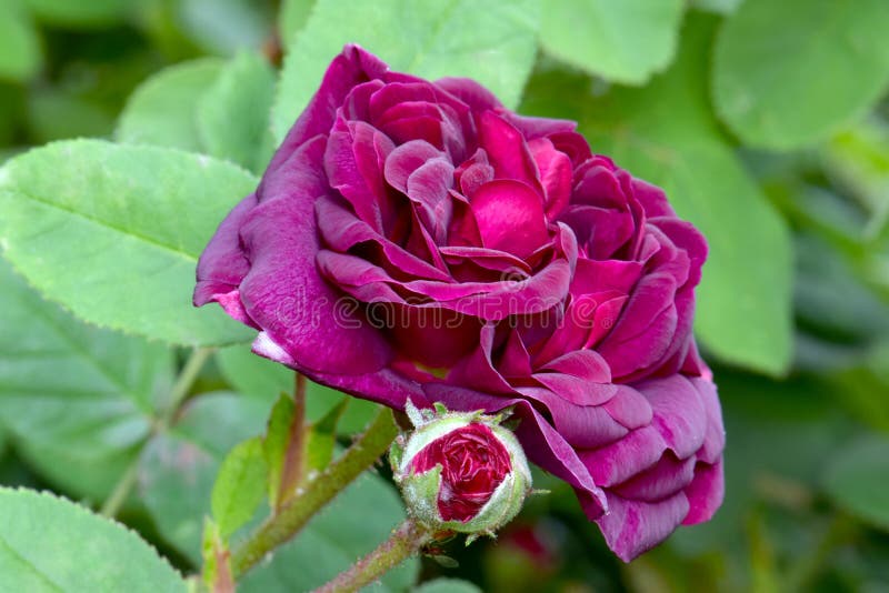 Tiny French Red Rose Buds 05 Stock Photo - Image of three, gallica ...