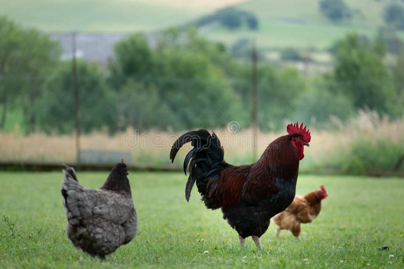 French Rooster and Chickens in Farm Stock Image - Image of beautiful ...