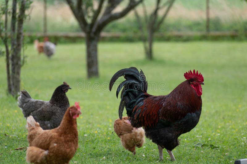 French Rooster in a Farm with Beautiful Dark Plumage Stock Photo ...