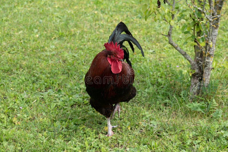 French Rooster in Farm on Green Grass Stock Photo - Image of feather ...