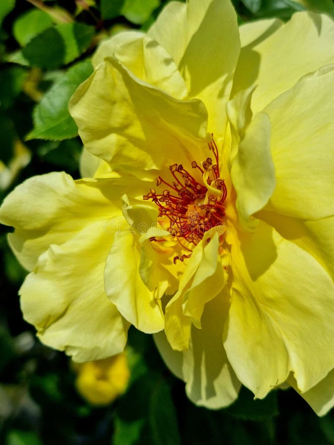 The French Rose stock image. Image of yellow, rose, nature - 221100491